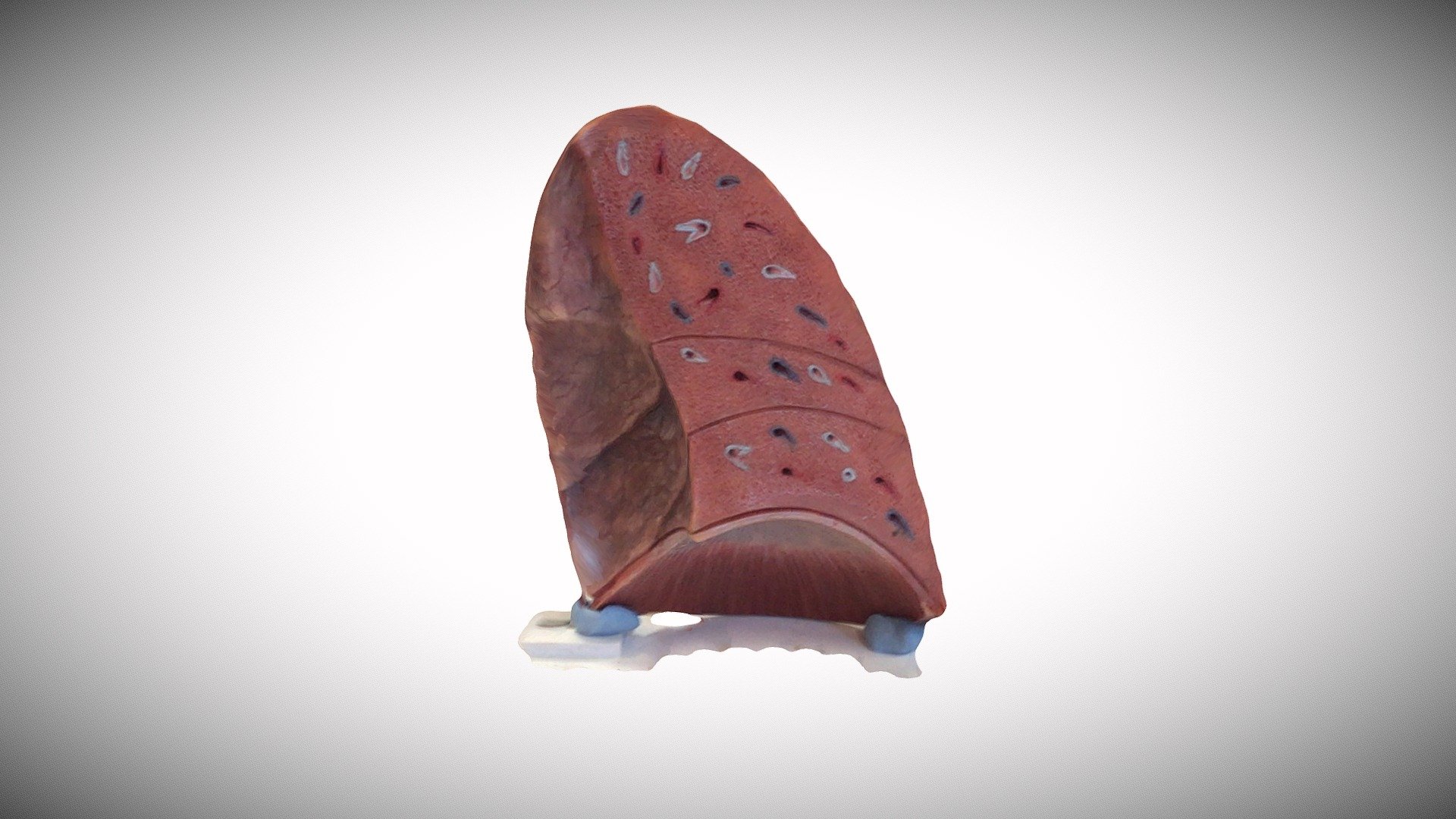 Anatomical model of a lung - 3D model by WKAC ILT Dept (@mich.balazs ...