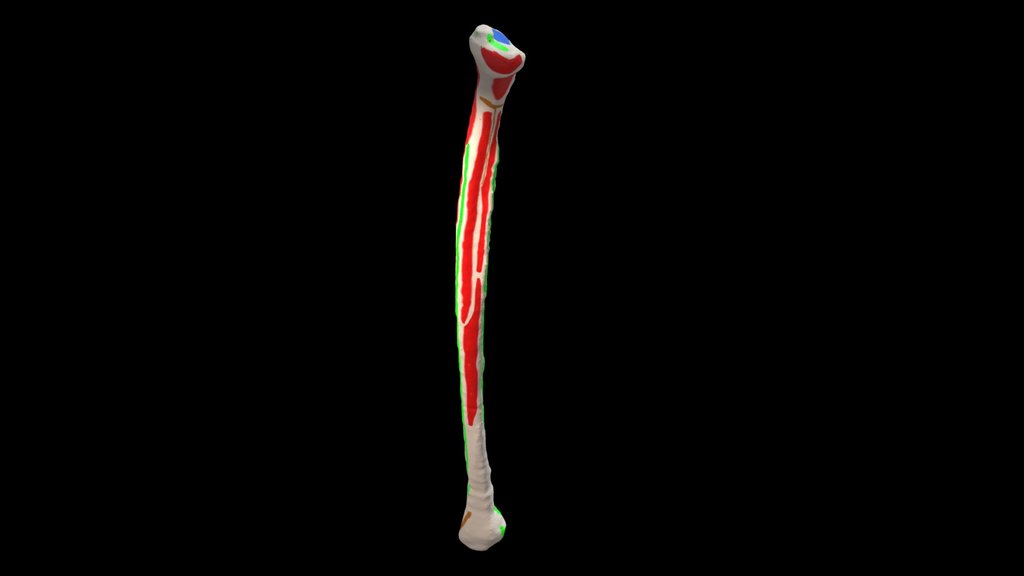 anatomy leg - A 3D model collection by jdaumier - Sketchfab