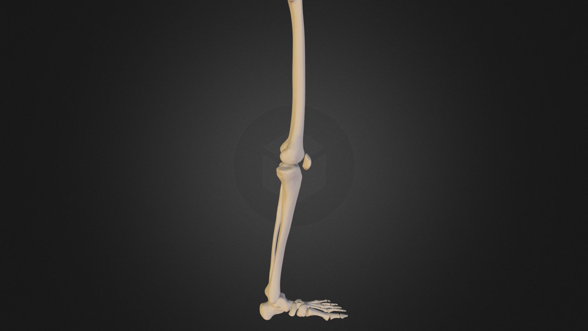 Leg (collection of thunthu) - Download Free 3D model by thunthu ...