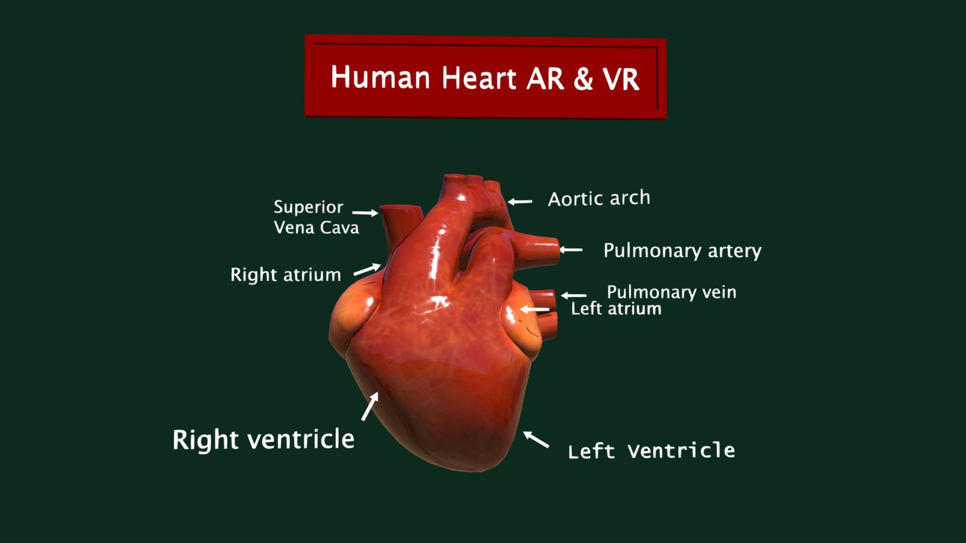 Heart Pump Animation with Part Name - Buy Royalty Free 3D model by ...