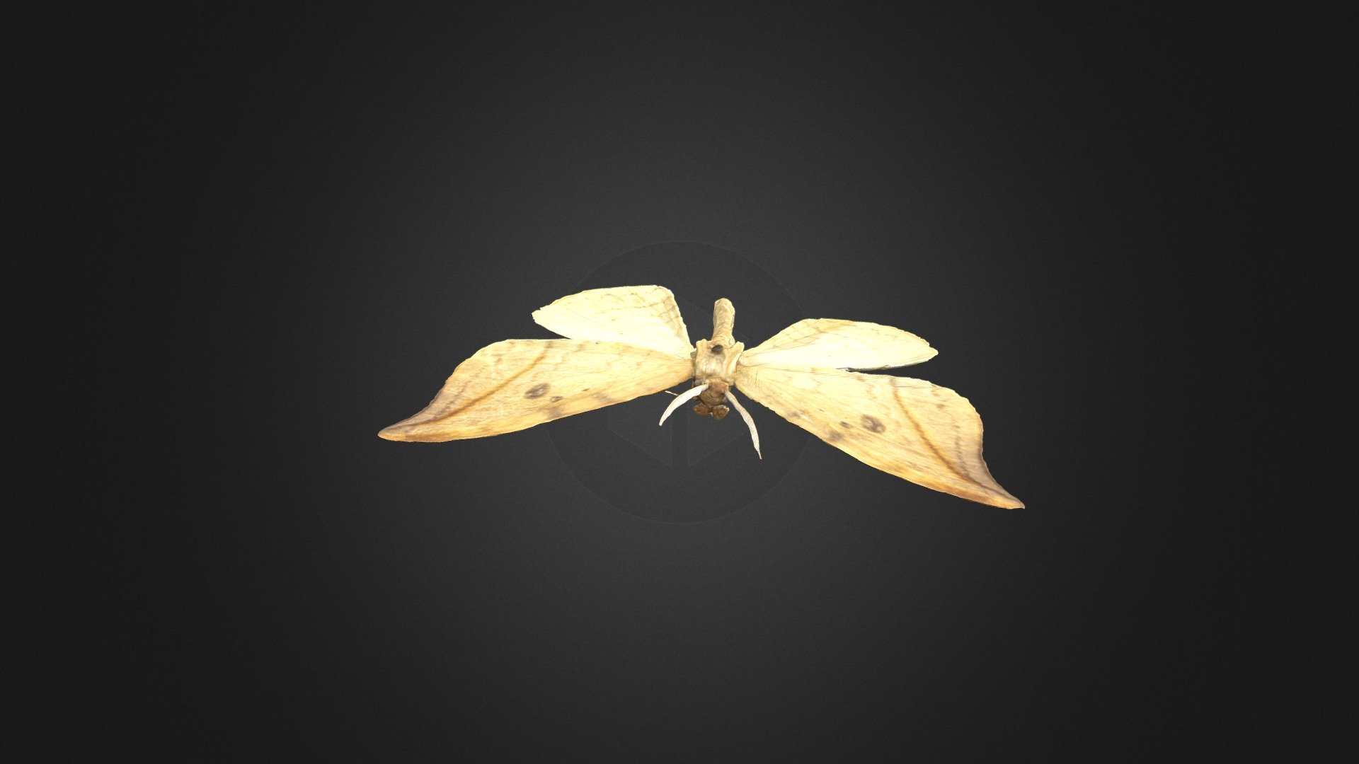 Arched Hooktip Moth - 3D model by University Libraries at Virginia Tech ...