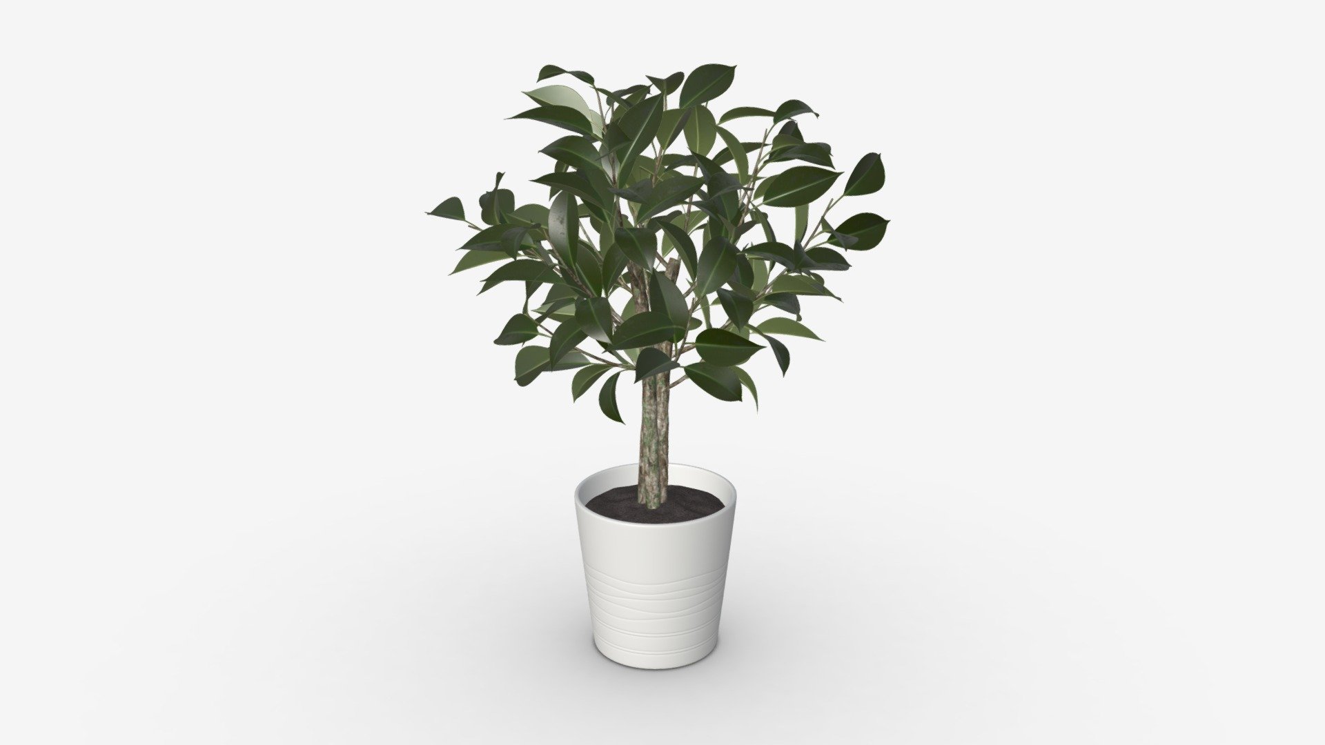 Ficus tree in decorative pot - Buy Royalty Free 3D model by HQ3DMOD ...