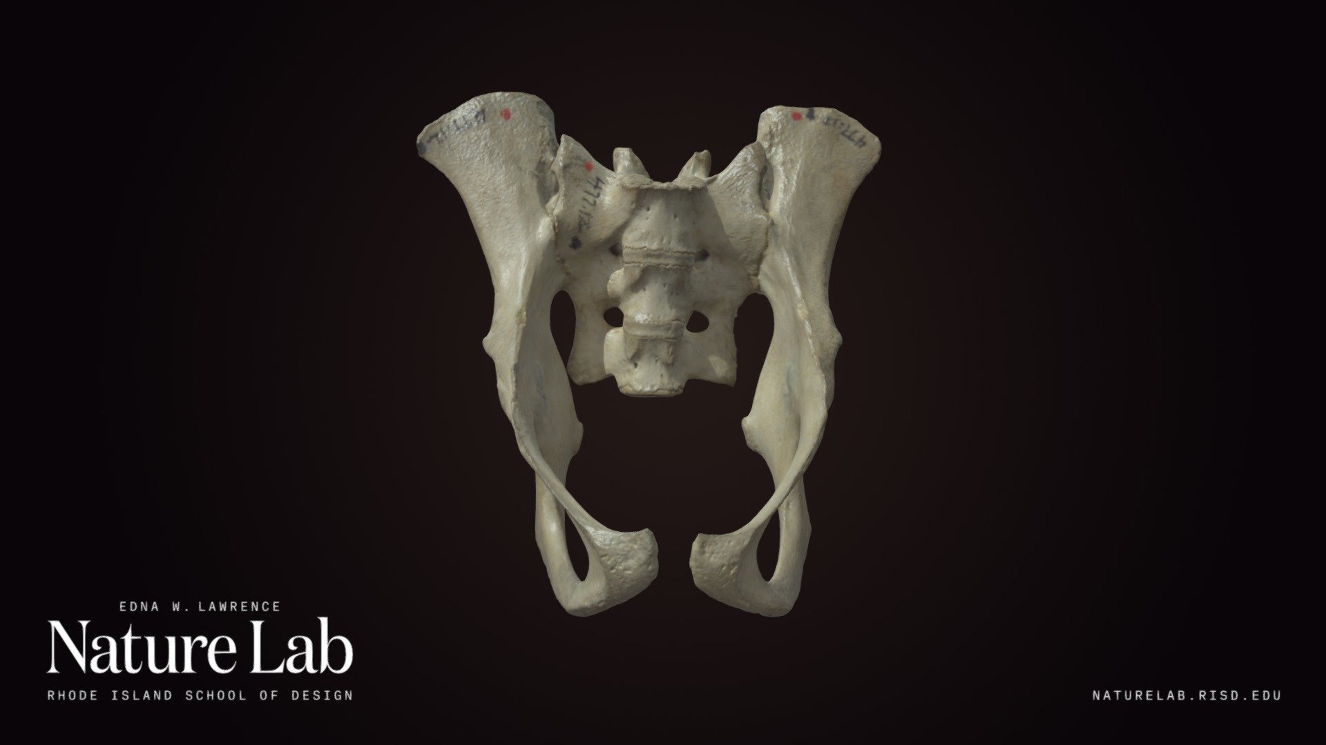 Fox Pelvis - Download Free 3D model by RISD Nature Lab (@RISDNaturelab ...