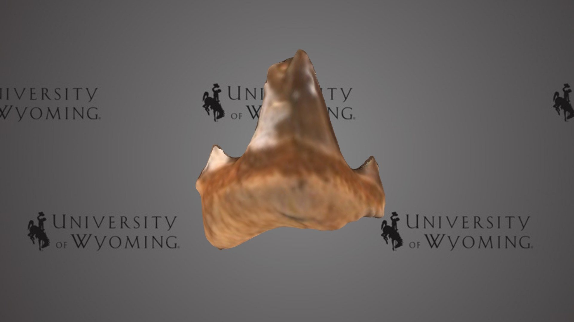 UW 26927 C - Scapanorhynchus sp., Tooth - Download Free 3D model by ...