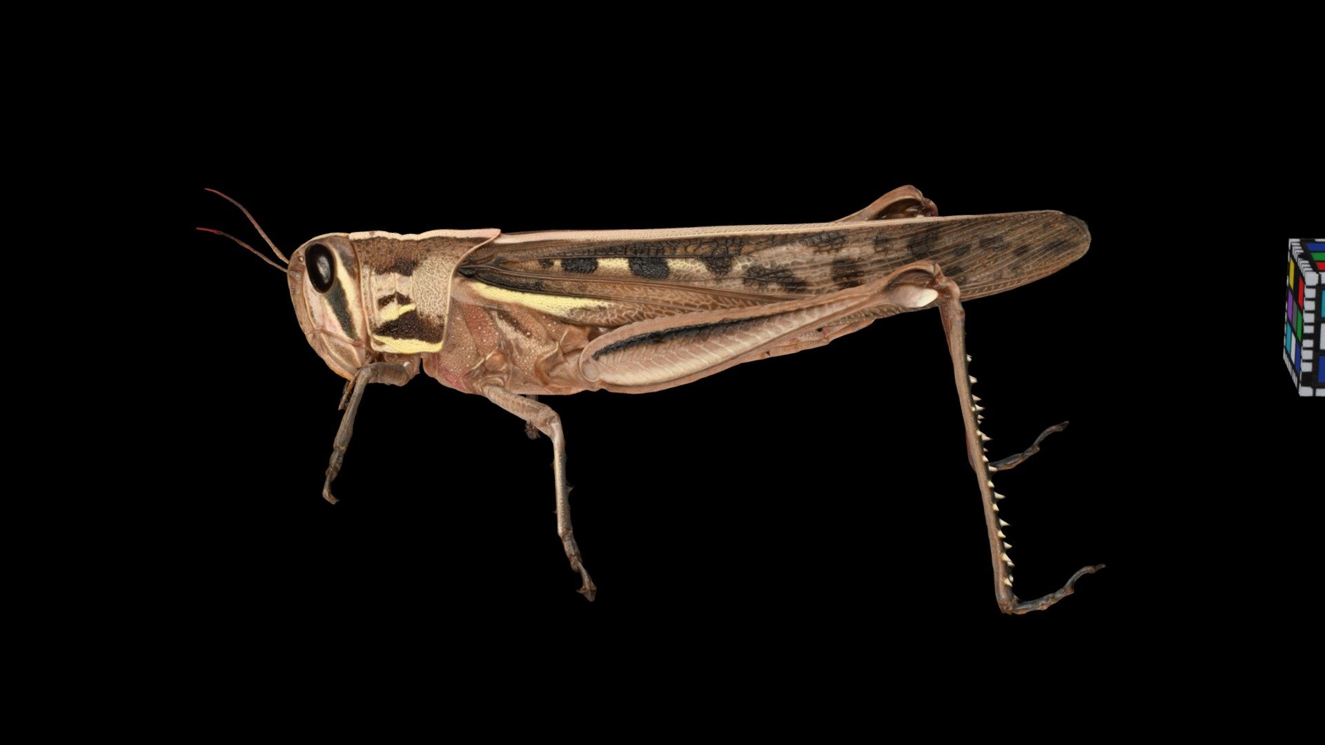 ツチイナゴ 🦗 ♀ Japanese Locust, Patanga japonica - Download Free 3D model by ...