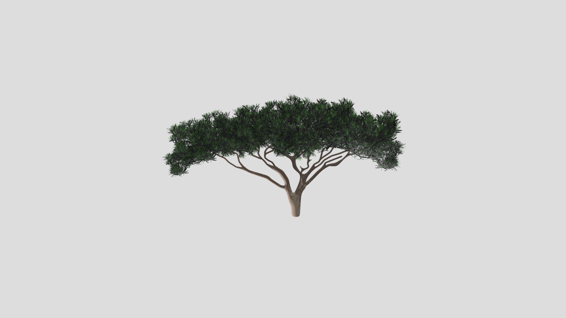 Acacia - Download Free 3D model by Aziz.Sisi.Akafomo [1290bc3] - Sketchfab