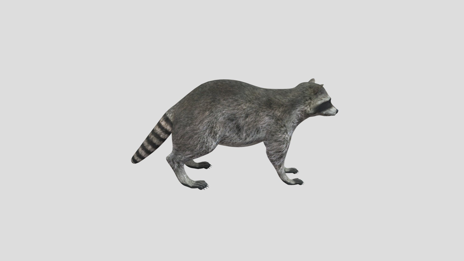 Racoon - Download Free 3D model by merinid (@jakub.hutyra) [1290ea2 ...