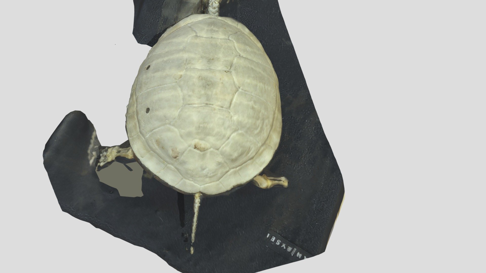Tortuga - 3D model by vertebrats [1294932] - Sketchfab
