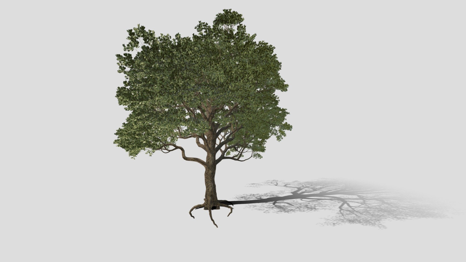 Coast live oak quercus agrifolia mid a - Buy Royalty Free 3D model by ...