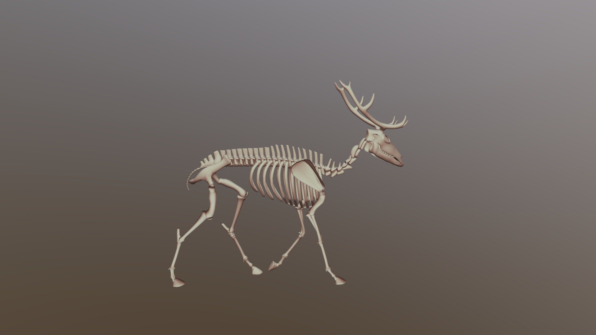 Squelette cerf marche - 3D model by medialliance [1296912] - Sketchfab