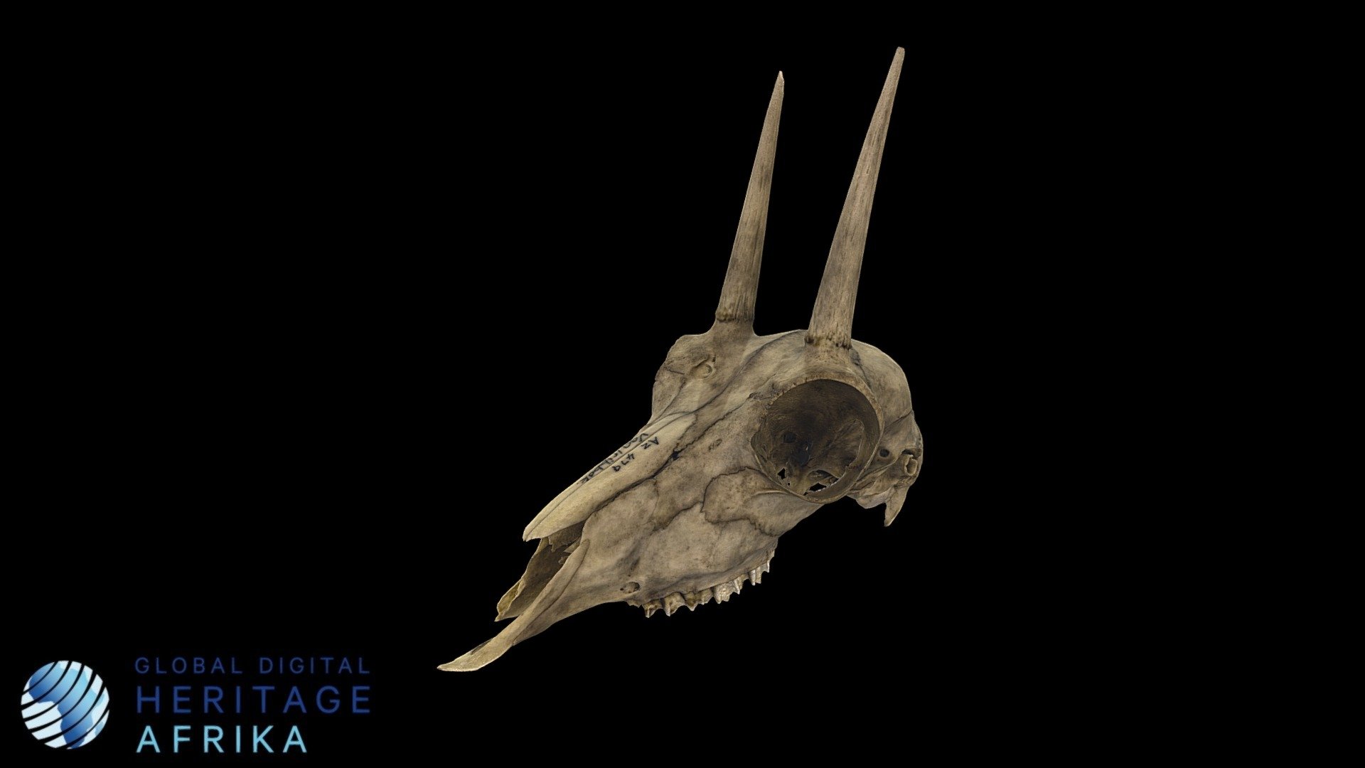 Male Vaalribbok Skull - Download Free 3D model by Global Digital ...