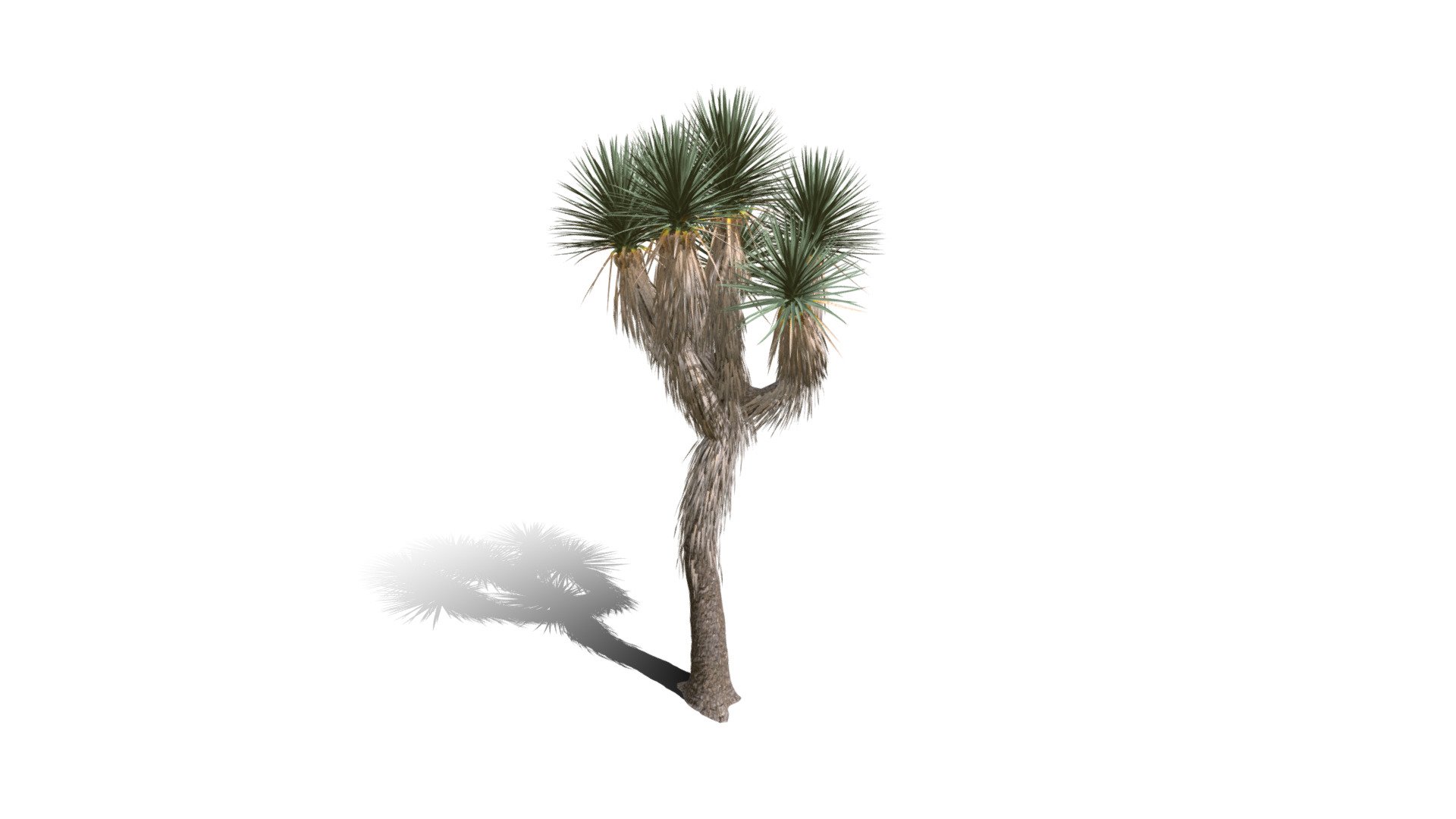 Realistic HD Joshua tree (18/30) - Download Free 3D model by ...