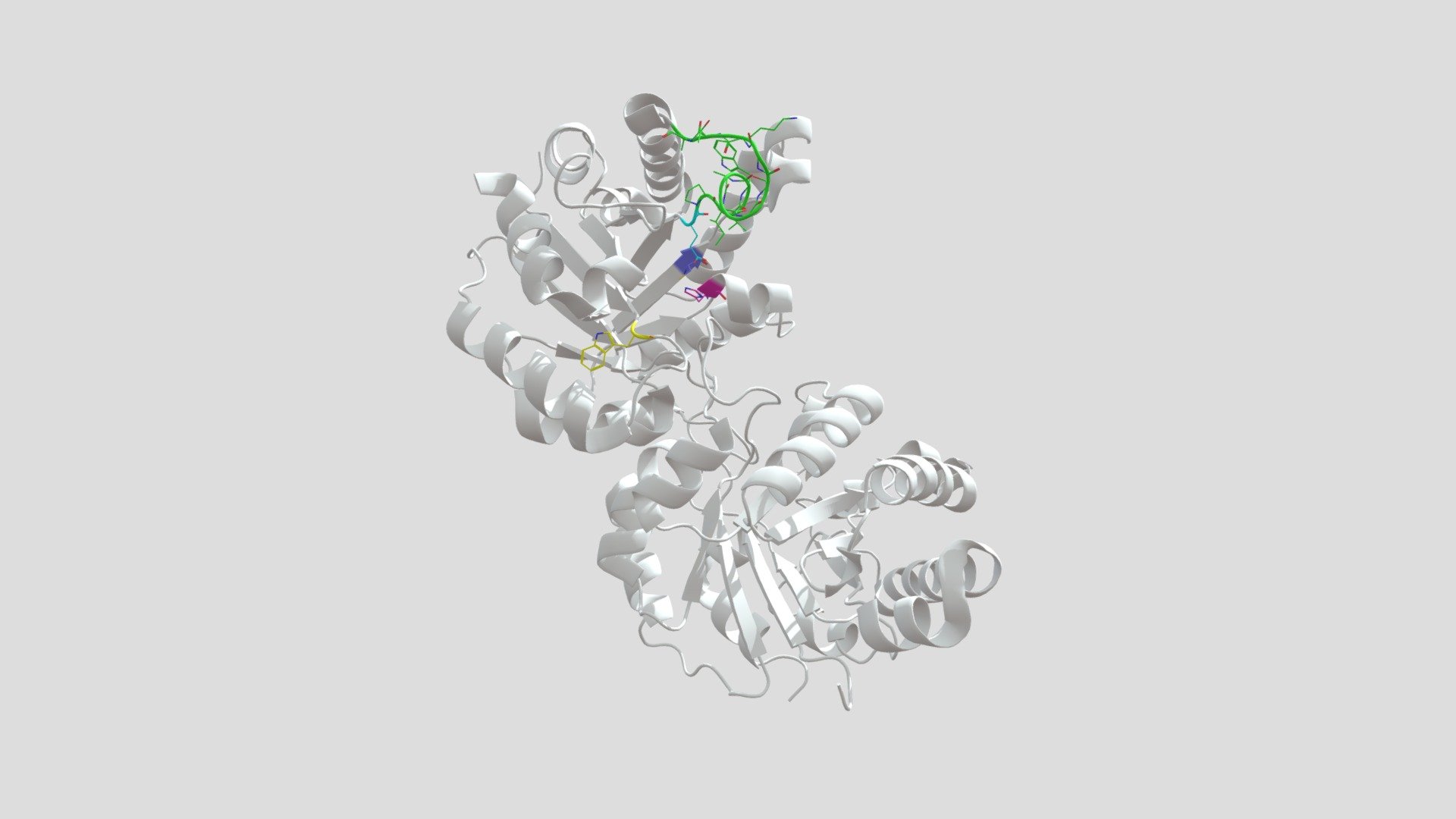 Model of Human TPI - 3D model by MadiJF1 [12a4aee] - Sketchfab