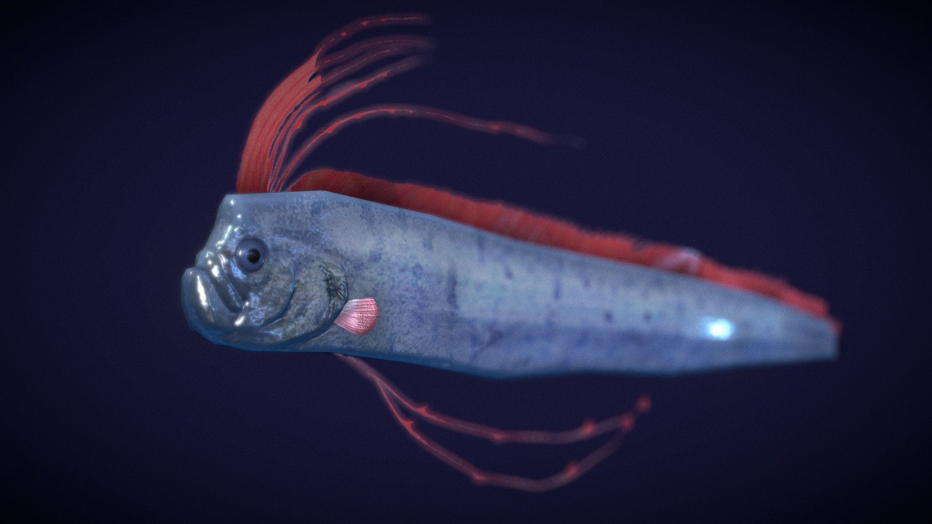 Regalecus_glesne - 3D model by DORAGM [12a7a91] - Sketchfab