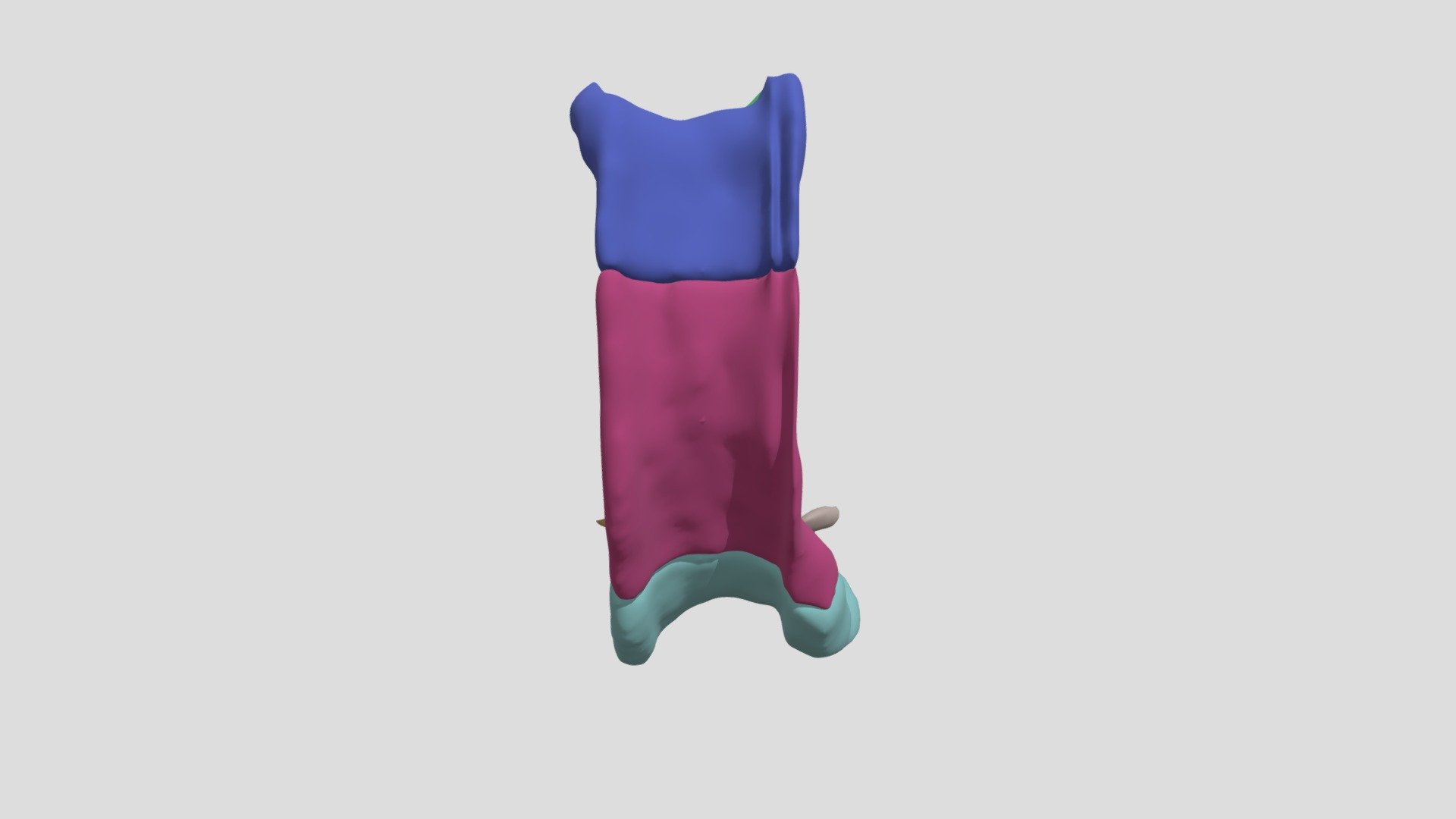 Corpus callosum and Fornix - 3D model by gyozo.cz [12a8a7f] - Sketchfab