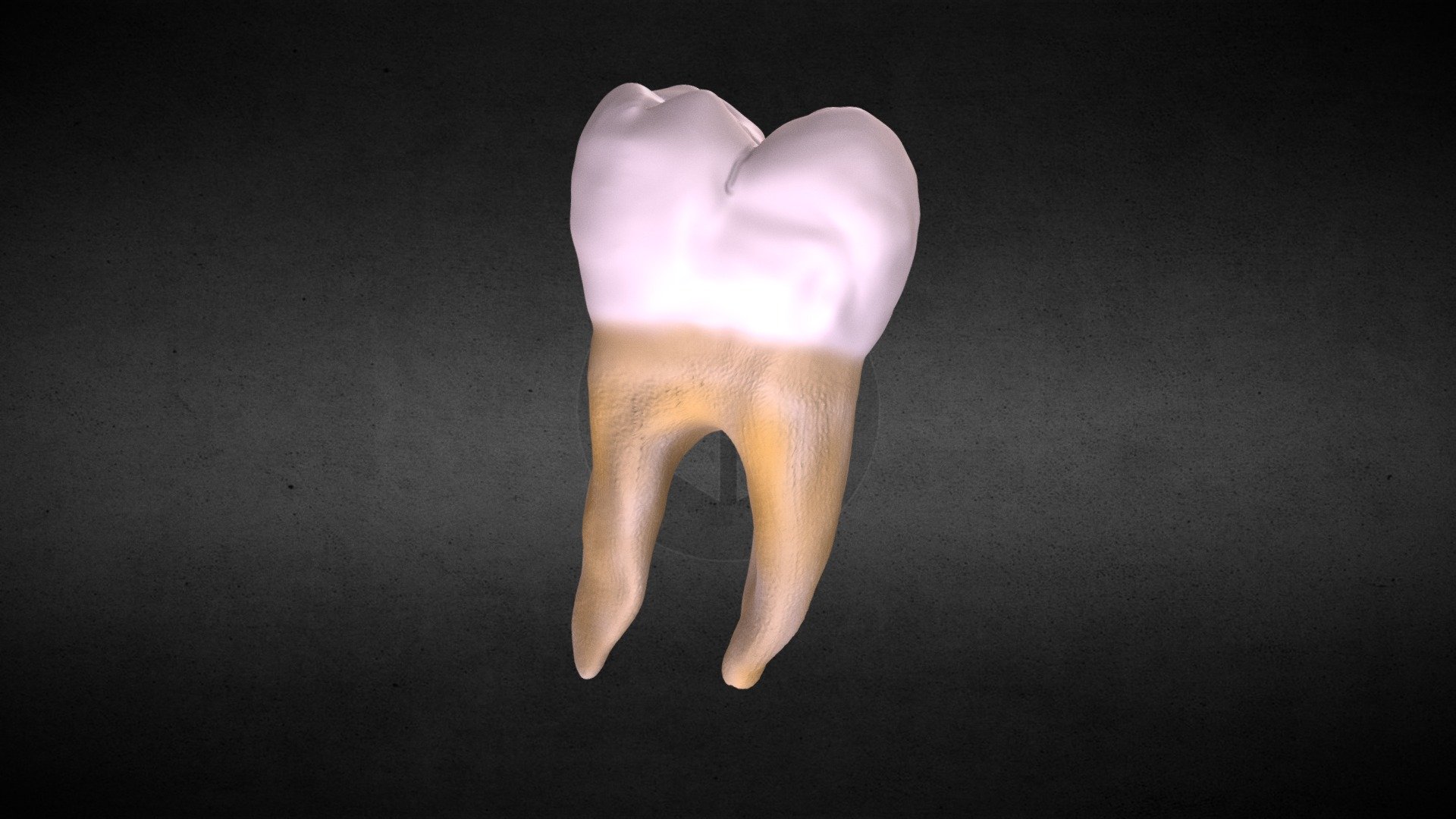 nuevo molar - 3D model by DH-ILUSTRATION (@danielrodrigo95) [12a9052 ...
