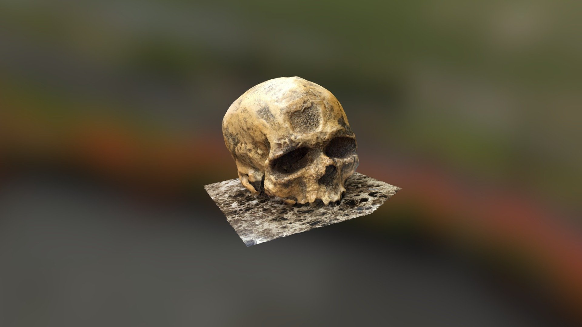 Cro Magnon Skull - 3D model by Egonzo (@bones) [12ab07c] - Sketchfab