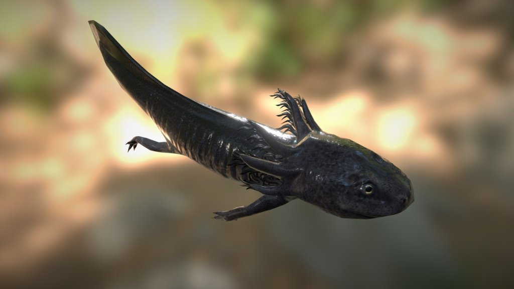 Axolotl Salamander - 3D model by kreic [12b0409] - Sketchfab