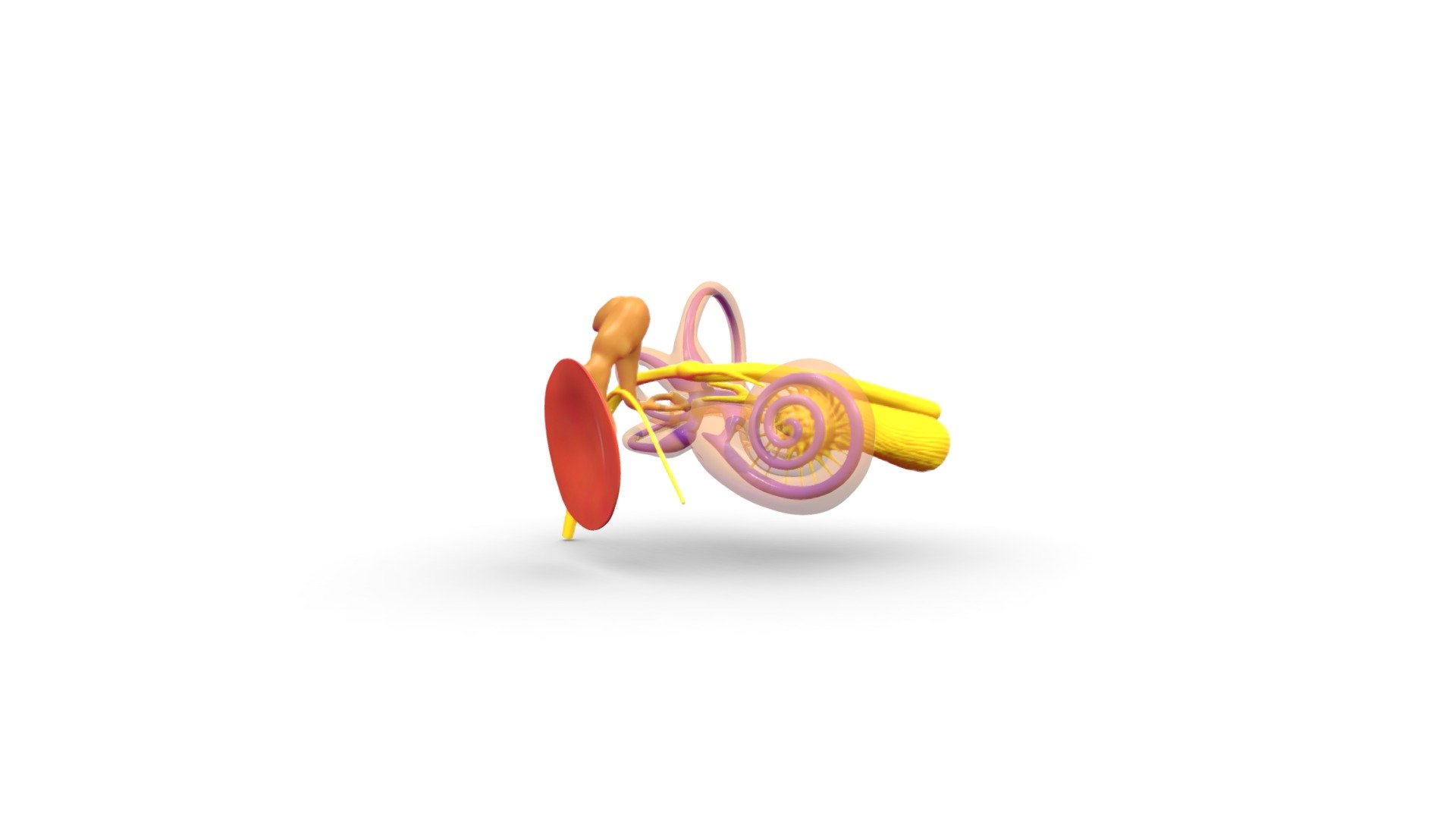 Inner ear - 3D model by galejustin [12b0e34] - Sketchfab