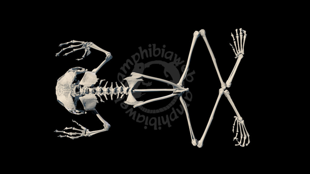 When Frogs Get Freaky - A 3D model collection by Blackburn Lab (@ufherps) - Sketchfab
