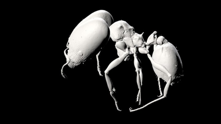 Samoa 3D models - Sketchfab