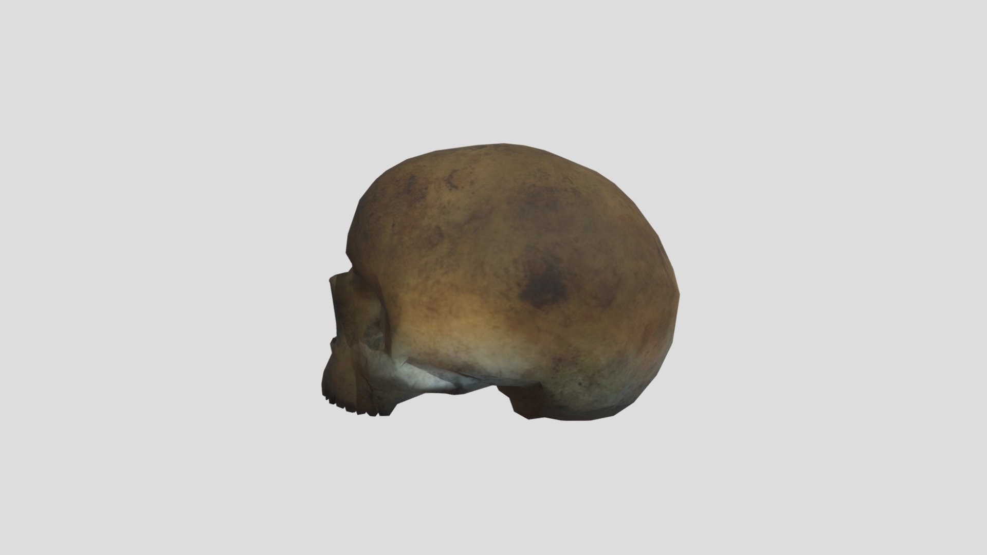 skull - Download Free 3D model by malle87 [12bc5a9] - Sketchfab