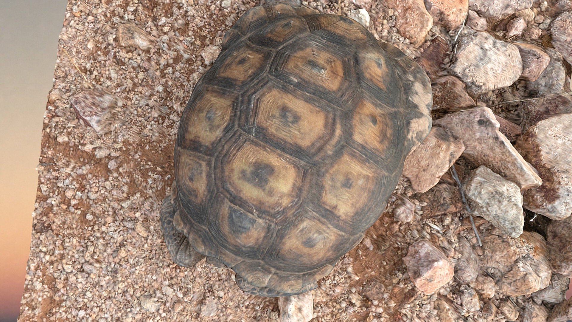 Desert Tortoise - Download Free 3D model by Phil.Devine [12bebe2 ...