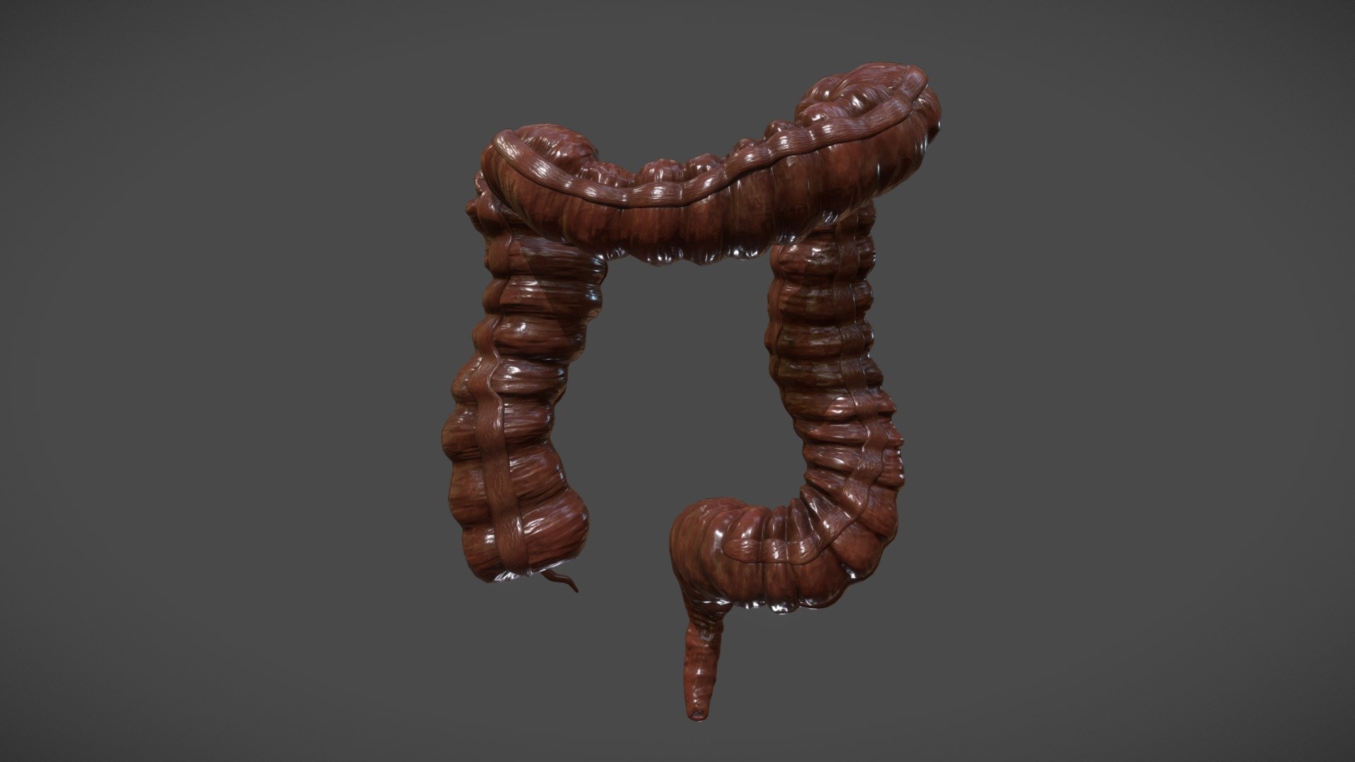 Realistic Colon/Large Intestine - 3D model by Jan_Strydom (@JanStrydom ...