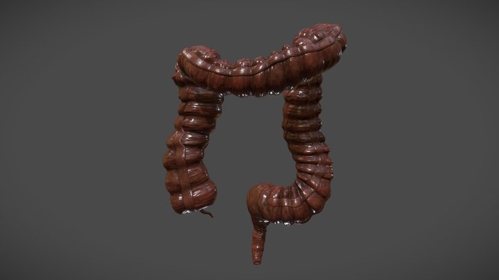 Intestine 3D models - Sketchfab