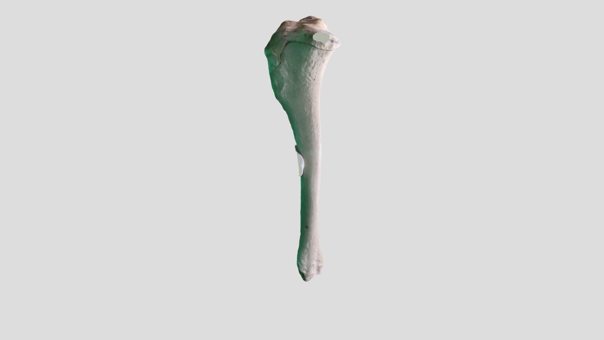 Tibia - 3D model by BSC2021 [12d1fe2] - Sketchfab