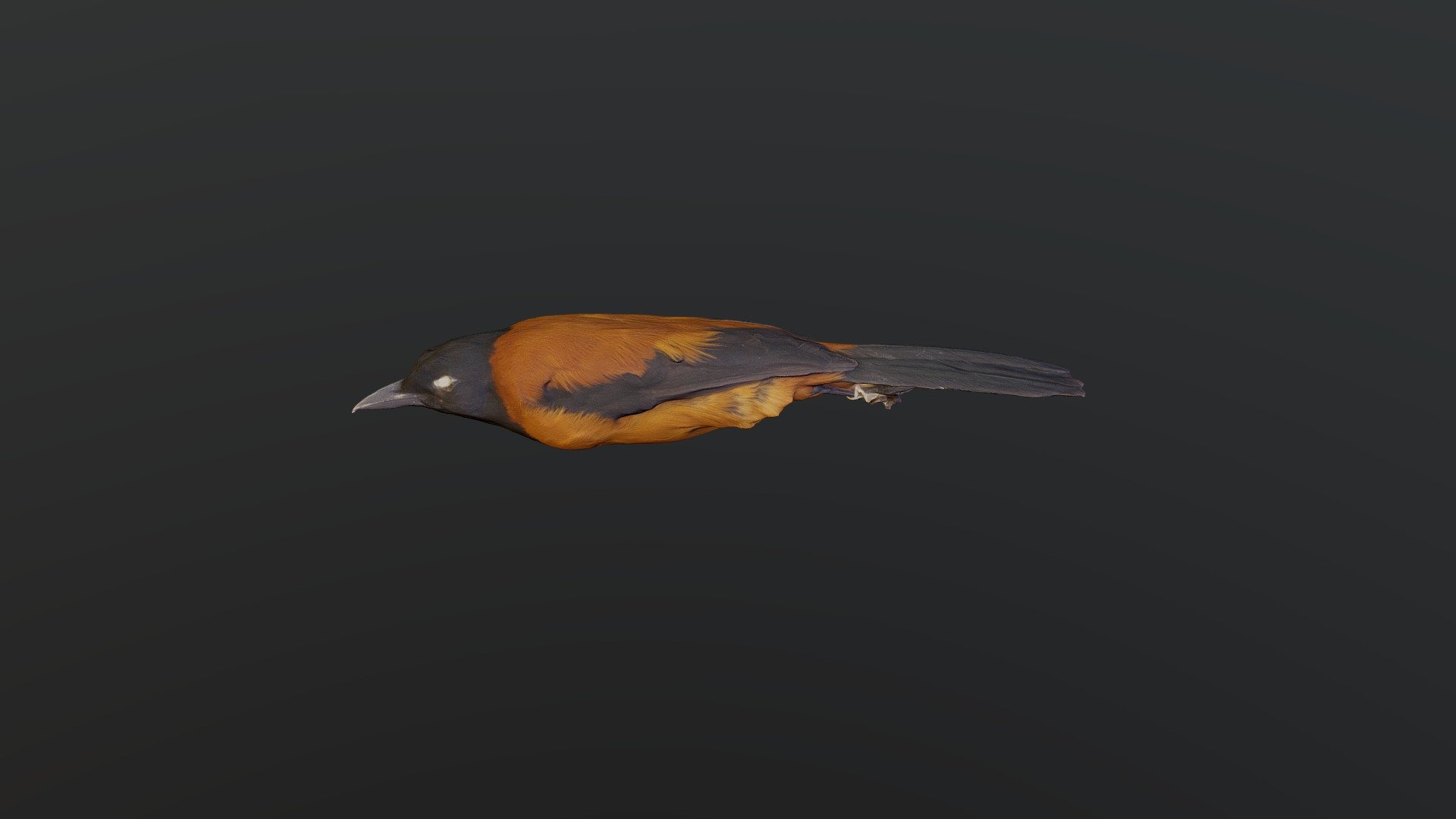 Hooded Pitohui - Pitohui dichrous - Download Free 3D model by MooreLab ...