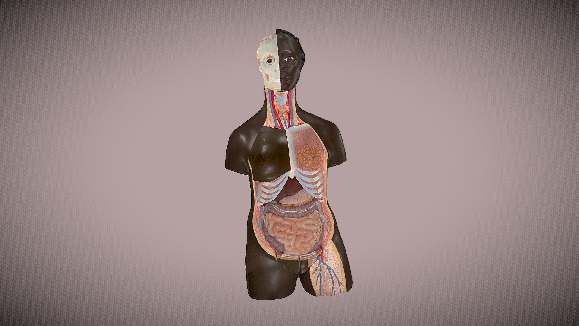 Torso Model - 3D model by OrJames Labs (@orjameslabs) [12d5789] - Sketchfab