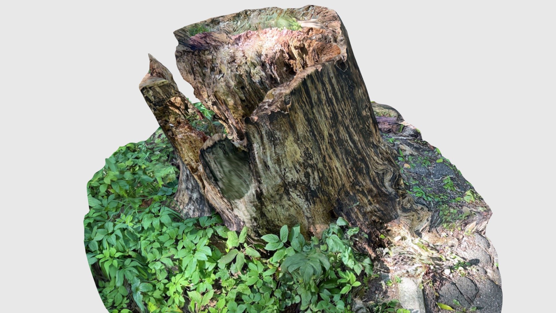 Stump - Download Free 3D model by AVZ (@micropalaeontology) [12d8d90 ...