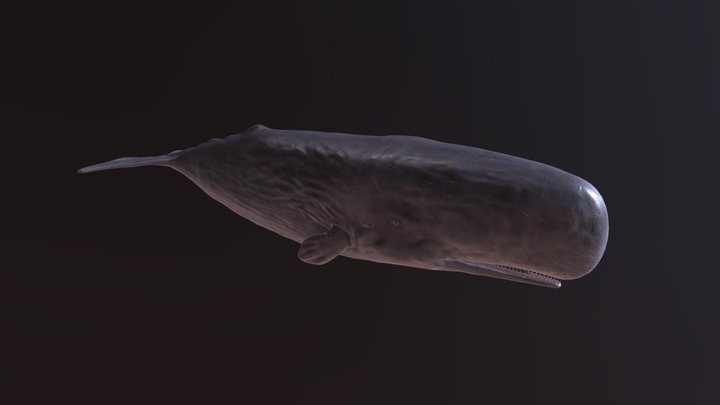 Physeter-macrocephalus 3D models - Sketchfab