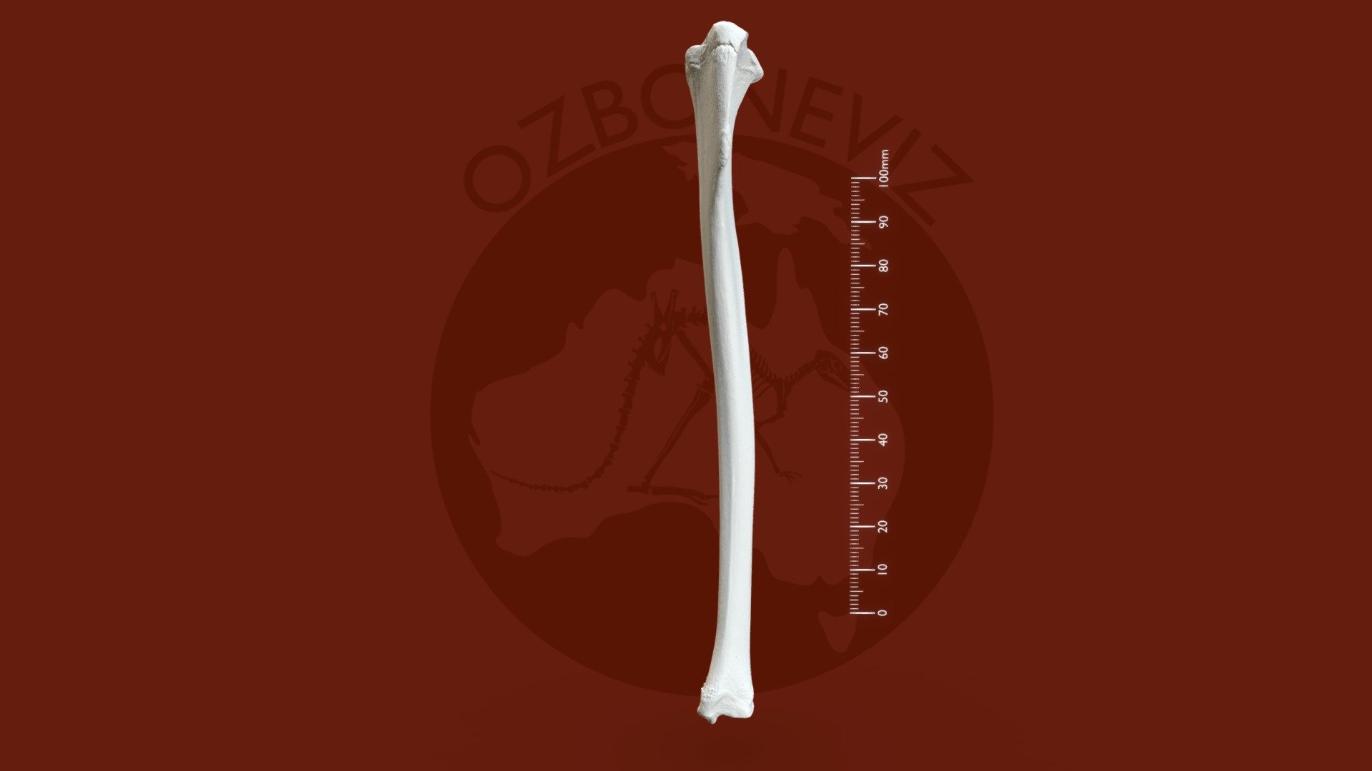 Spectacled hare-wallaby tibia - 3D model by Ozboneviz [12d9fdd] - Sketchfab