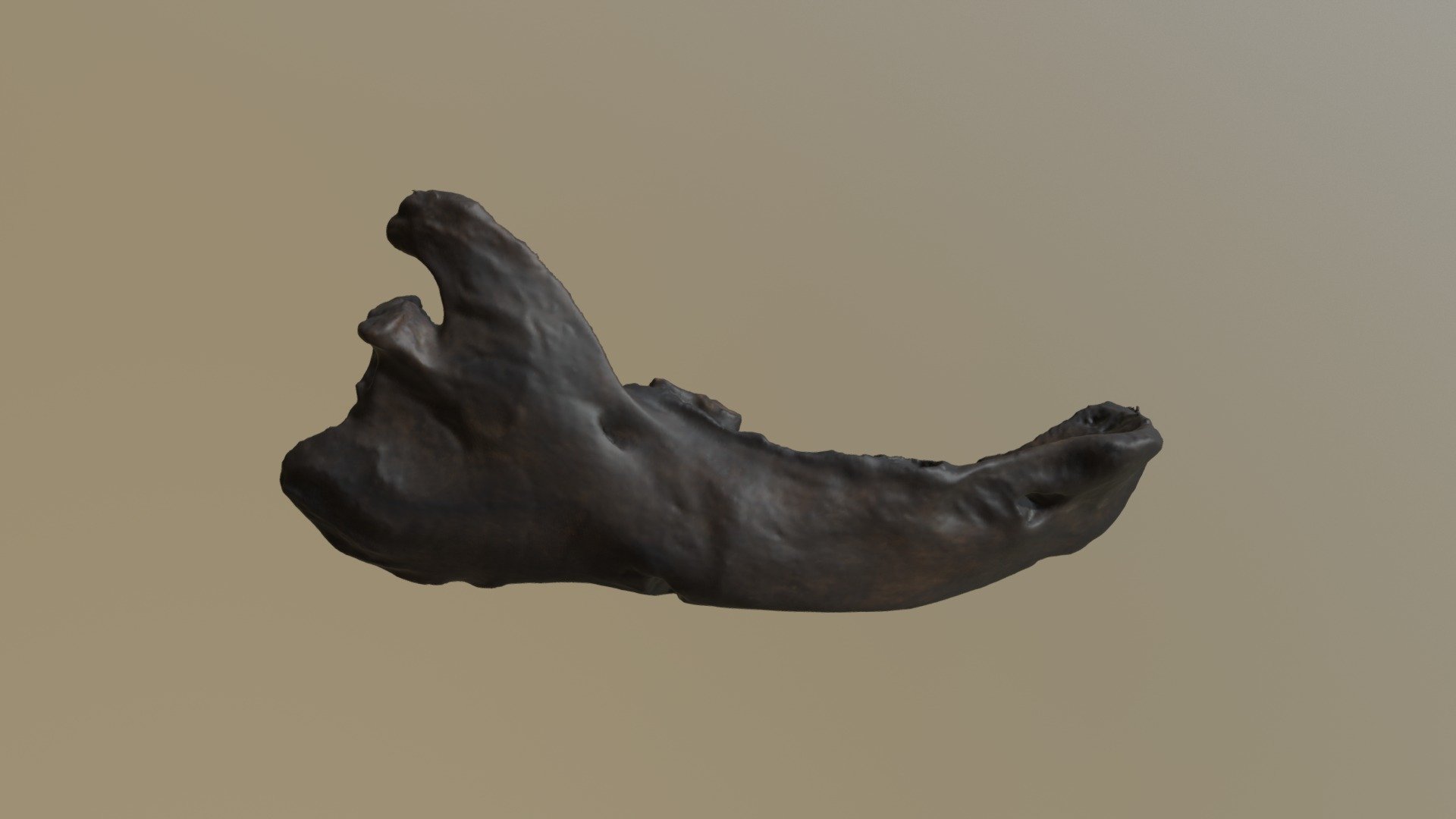 Giant Ground Sloth Mandible (VCU_3D_3213) - 3D model by Virtual ...