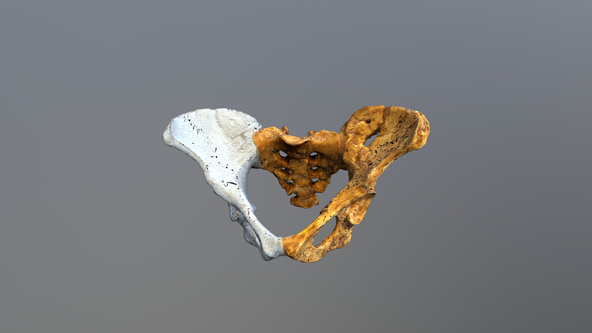 Lucy Pelvis - 3D model by Rakib Hossain (@rakibtonoy) [12dd3cd] - Sketchfab