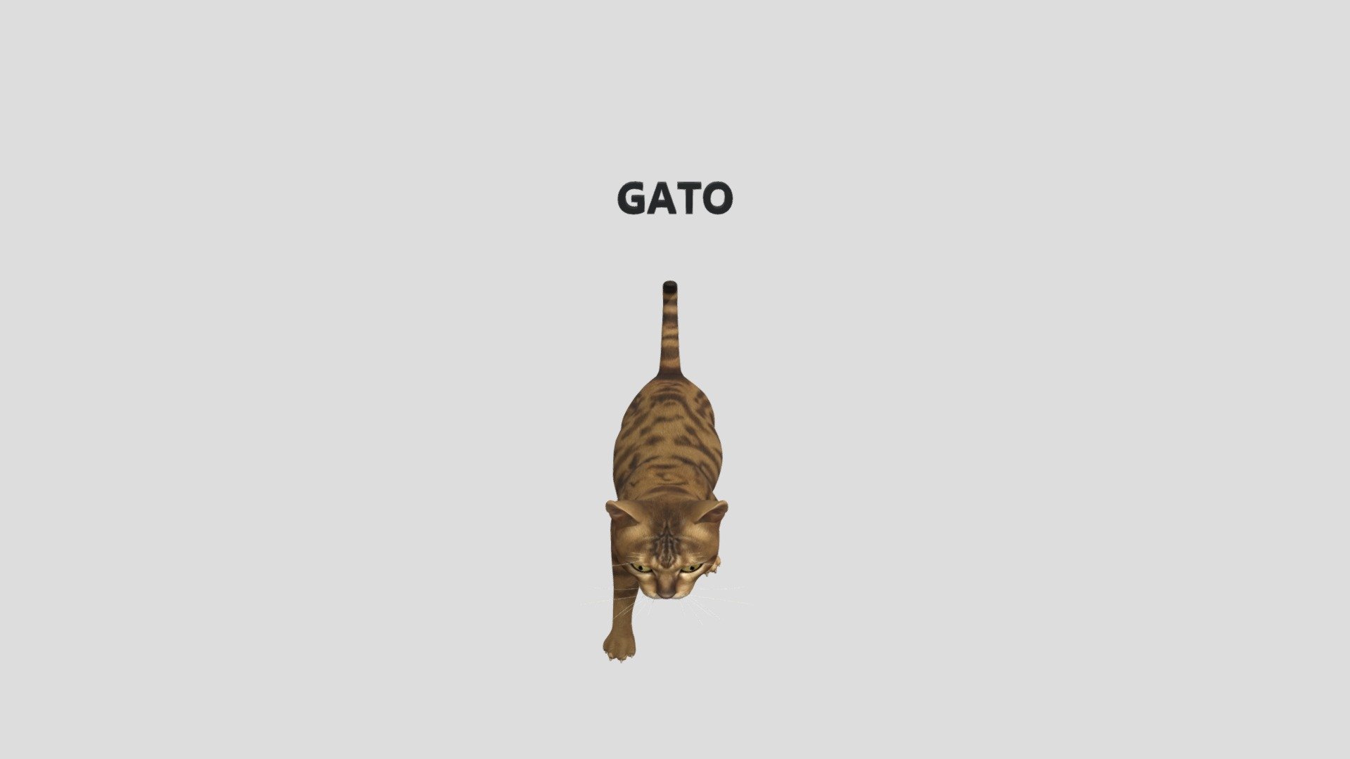 GATO - 3D model by robertoplazac88 [12e0c89] - Sketchfab