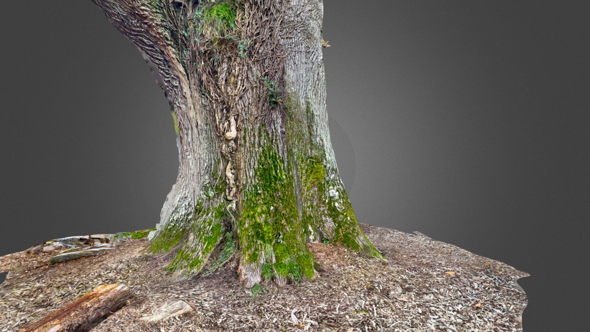 Tree study from Kilbroney - Download Free 3D model by cathalmcd ...