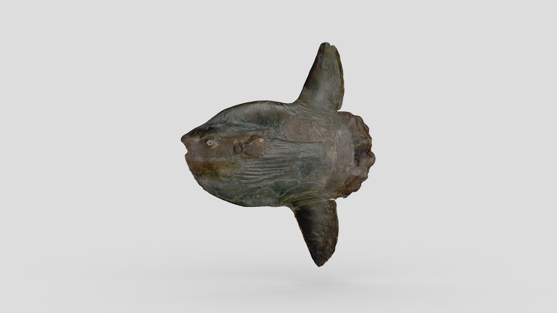 MOLA - Download Free 3D model by Naturalis [12e81c6] - Sketchfab