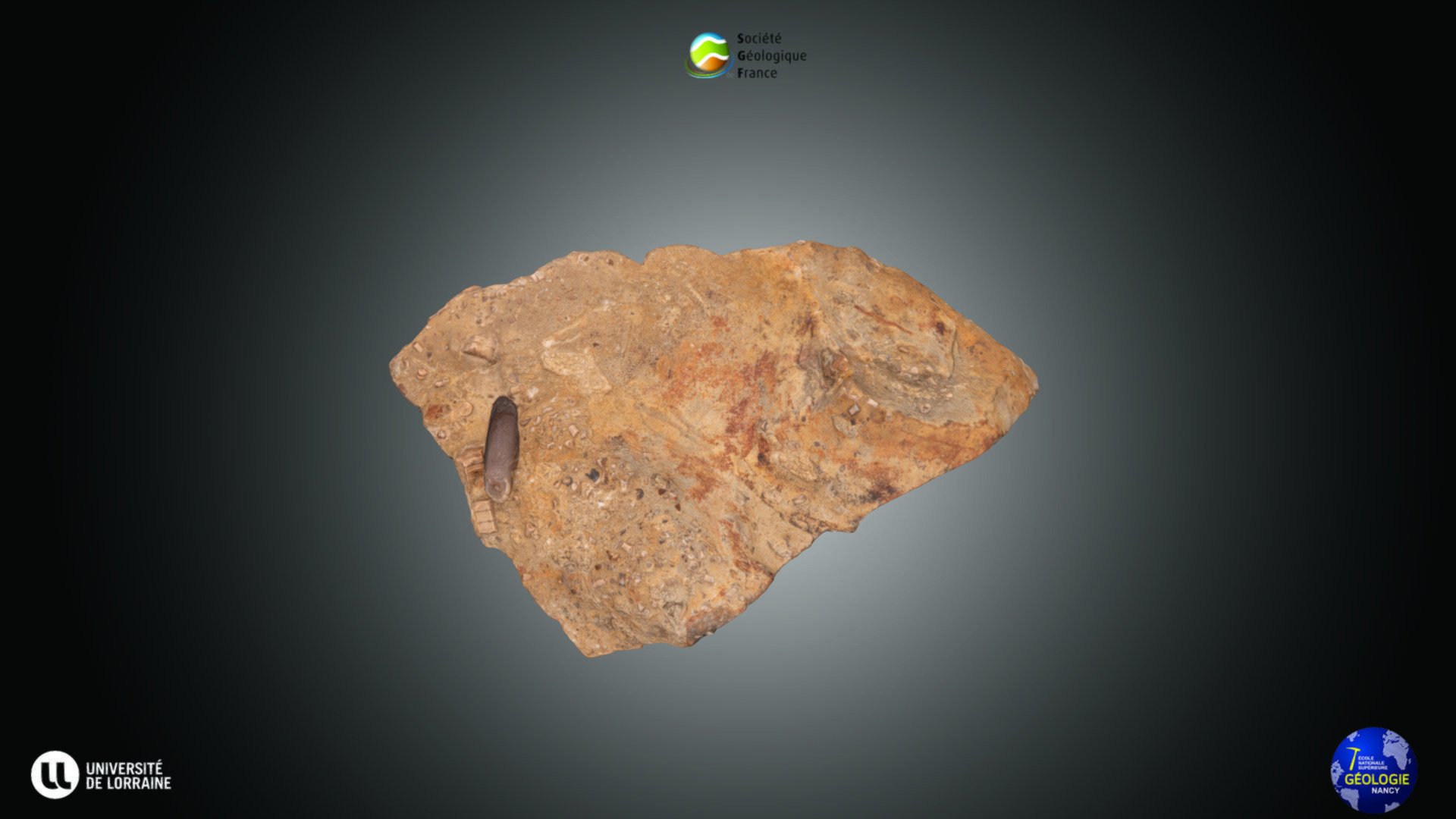 Roche - Calcaire bioclastique - Download Free 3D model by Société ...