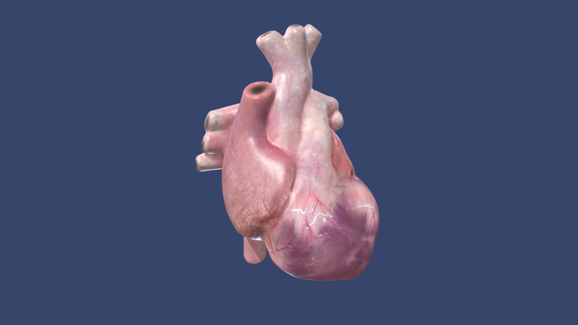 Heart Animation - human body anatomy - Buy Royalty Free 3D model by ...
