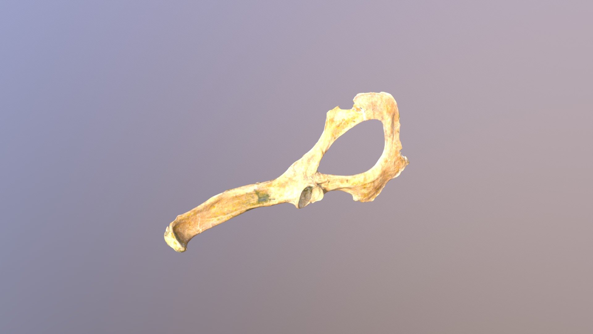 Giant Beaver Pelvis Right (VCU_3D_3740) - 3D model by Virtual Curation ...