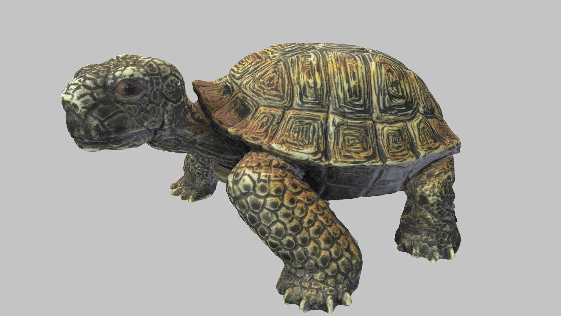 Tortoise - 3D model by Richard B Allen (@richardballen) [12f527c ...