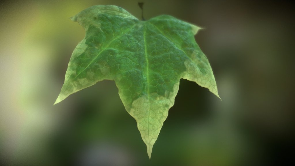 Ivy Leaf Study - 3D model by Beccasaurus (@beccastabler) [12f911d ...