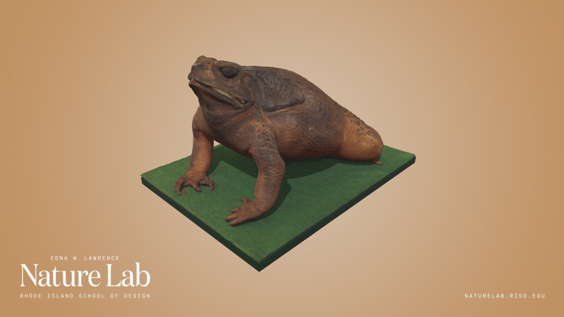 Cane Toad - Download Free 3D model by RISD Nature Lab (@RISDNaturelab ...
