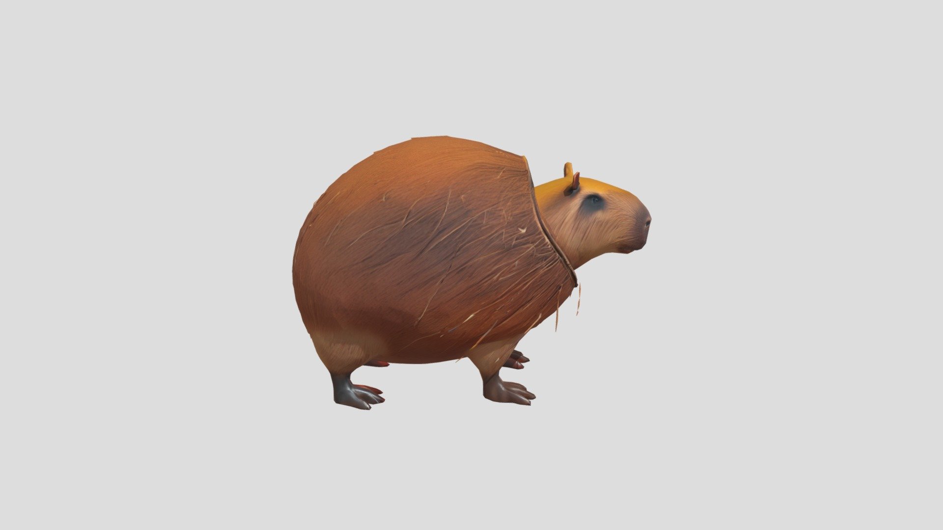 Capabarini cocosini - 3D model by djmaveryck [12fcfed] - Sketchfab