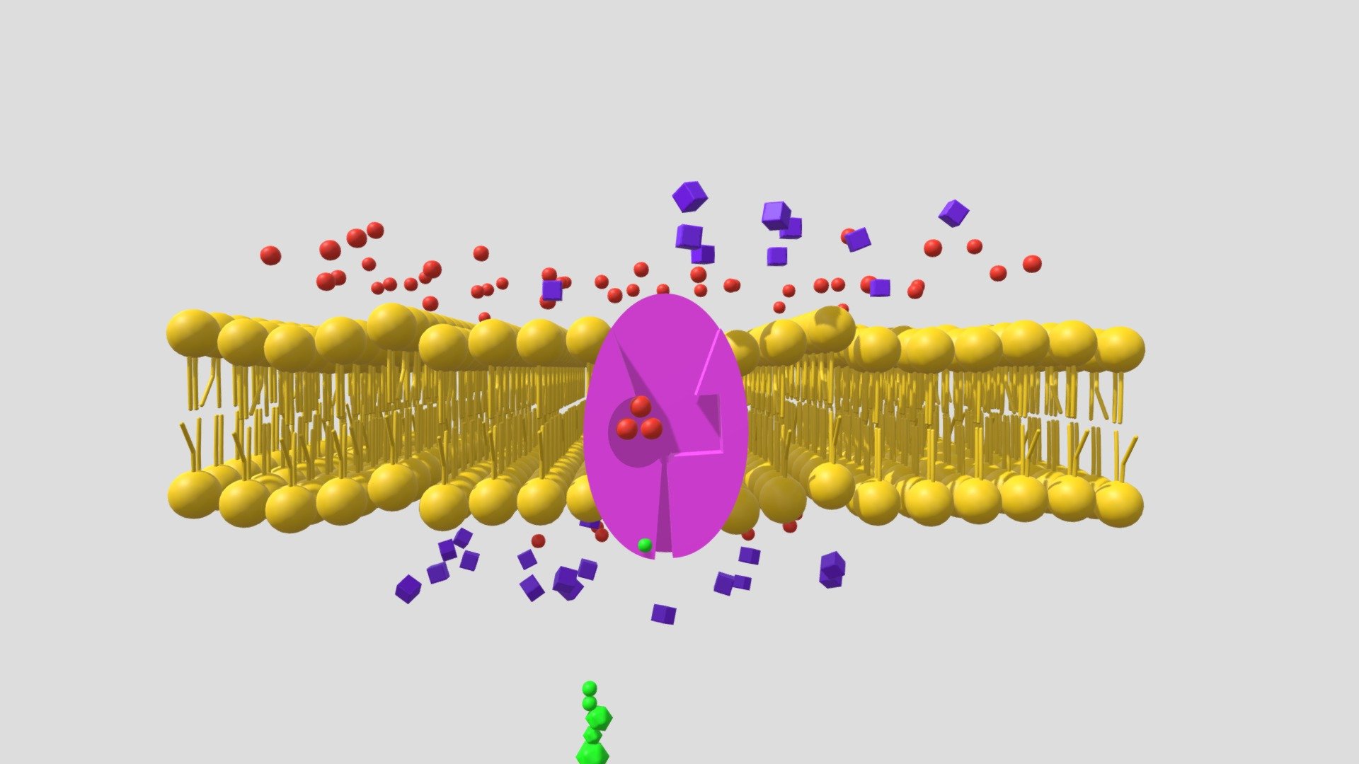 Active Primary Transport - Na+/K+ ATPase - 3D model by Júlio Panzera ...