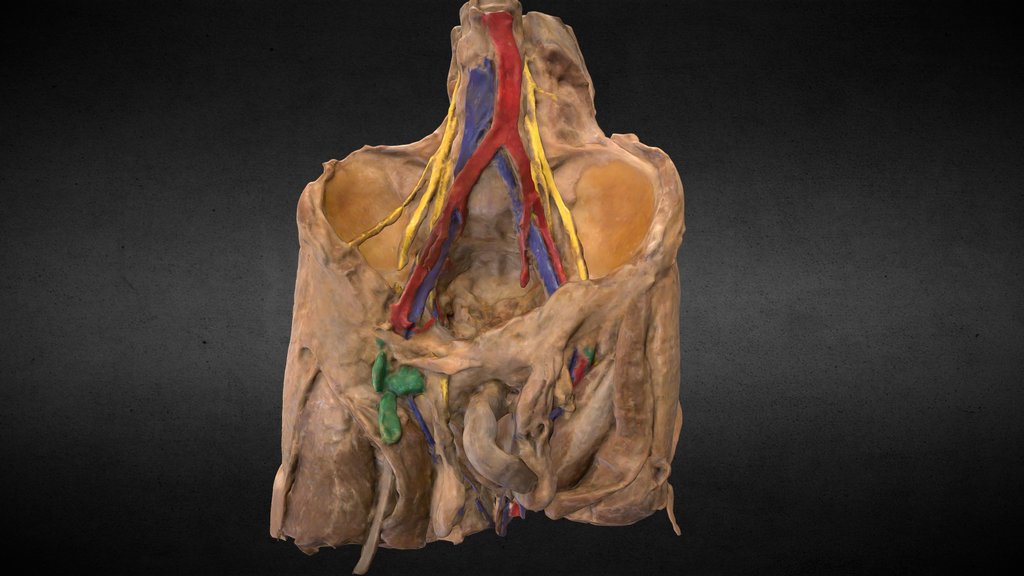 AR Anatomy - A 3D model collection by ameedr - Sketchfab