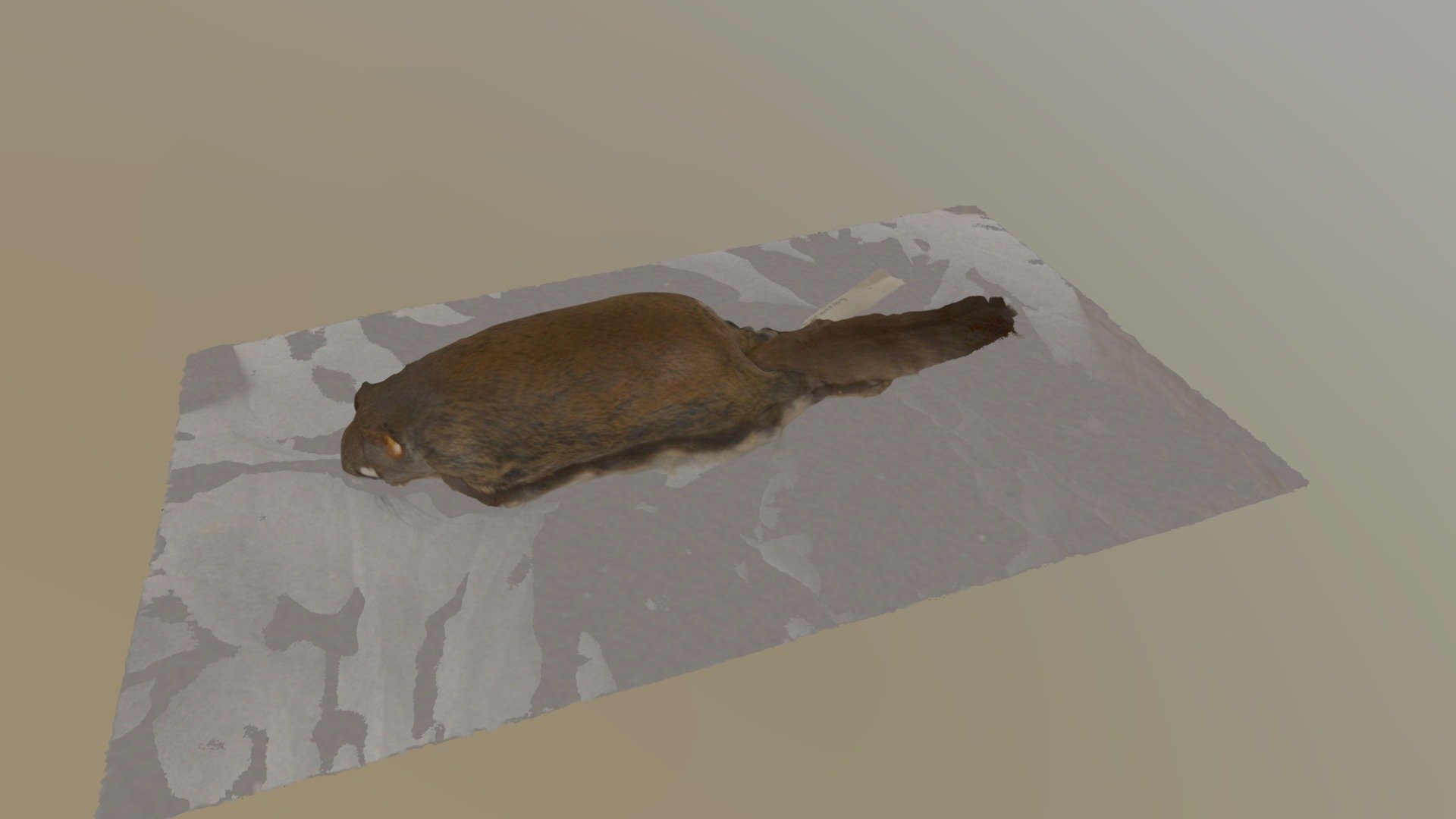 Flying Squirrel - 3D model by BetterBuidingData360 (@kelrey360 ...